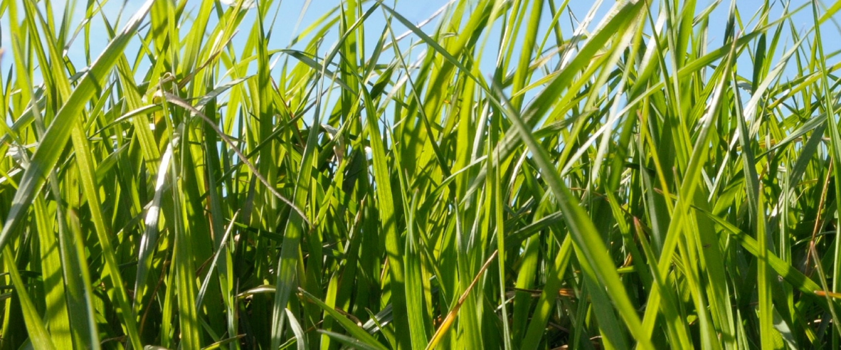 Wertvolle Grassaat Komponenten für Ihr Grünland | Deutsche Saatgut