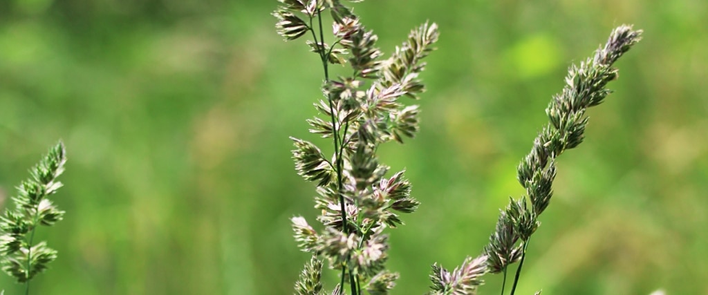 Wertvolle Grassaat Komponenten für Ihr Grünland | Deutsche Saatgut