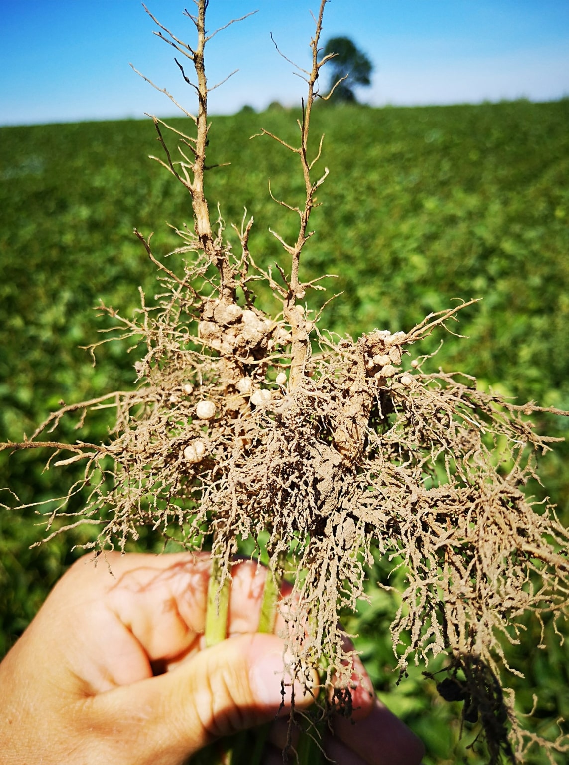 Sichert die biologische Fixierung von Stickstoff. MasterFix L Premier, die 1. Wahl beim Impfen ...