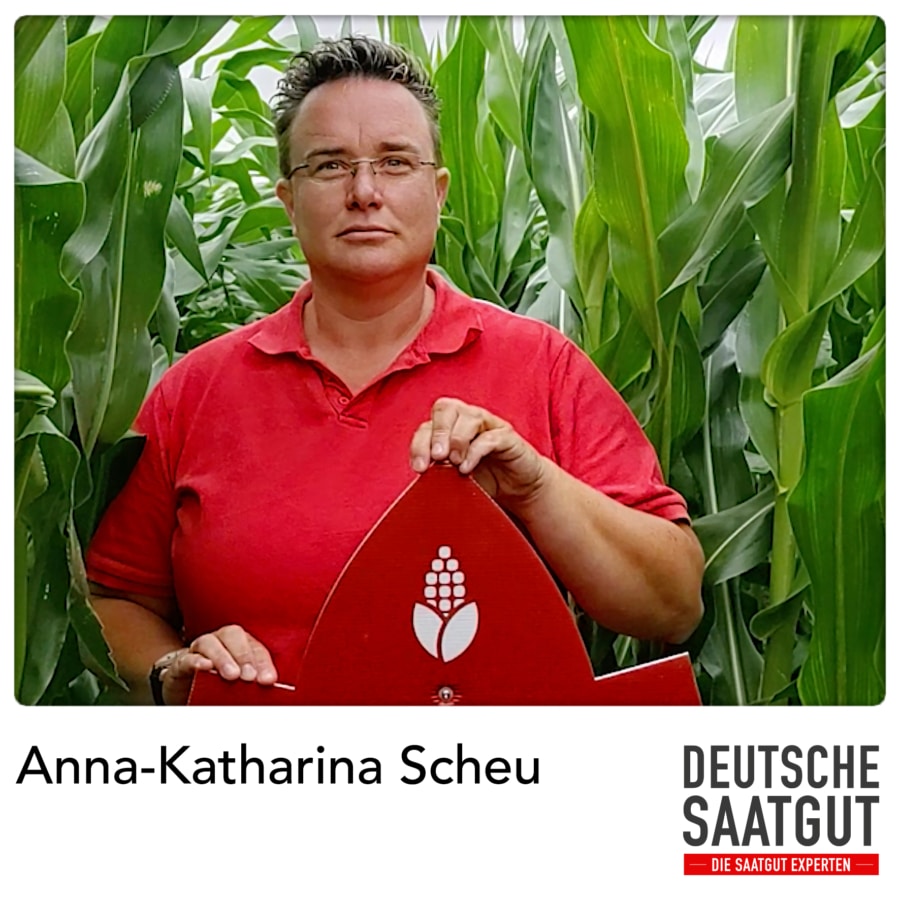 Anna-Katharina Scheu – Sortendemo Mais, Maisbestand Fronhausen ...