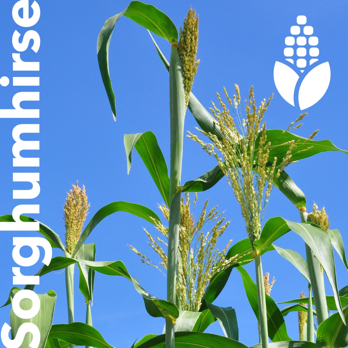 Leitfaden Sorghumhirse - Deutsche Saatgut
