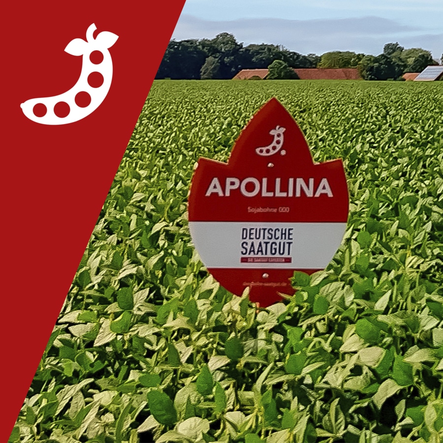 News - Deutsche Saatgut