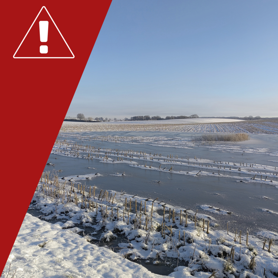 News - Deutsche Saatgut